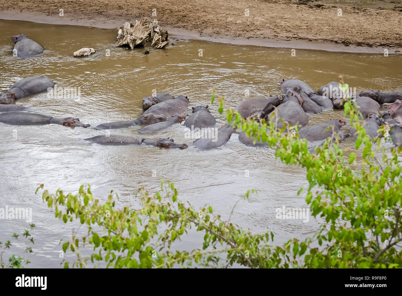 Hippo in a pond. Behemoth - a typical representative of the African ...