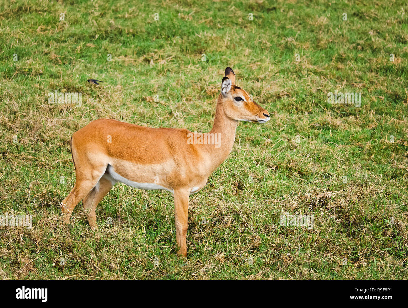 Antelope on the African savannah. Natural environment antelope habitat ...