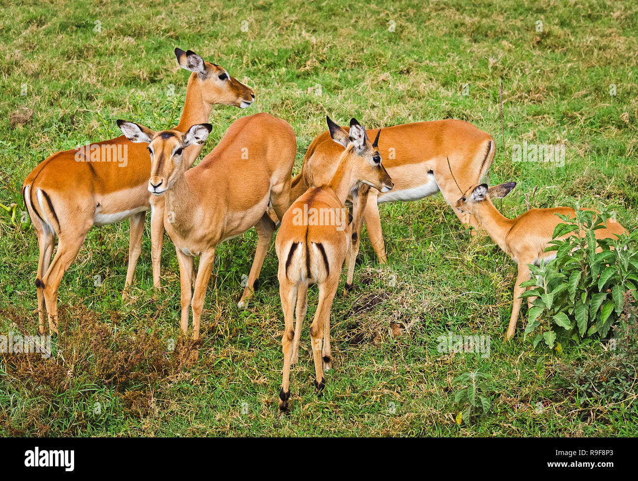Antelope on the African savannah. Natural environment antelope habitat ...