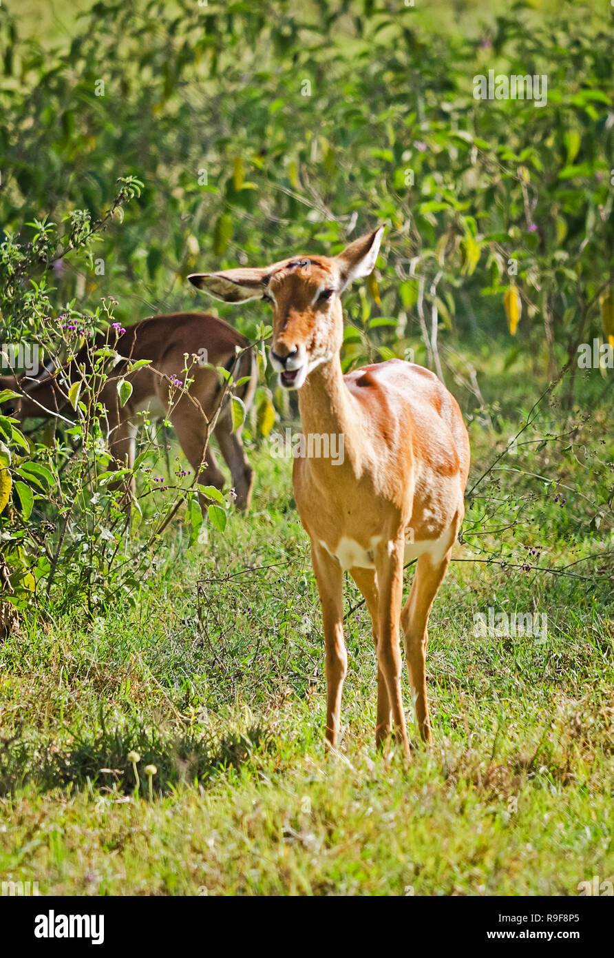 Antelope on the African savannah. Natural environment antelope habitat ...
