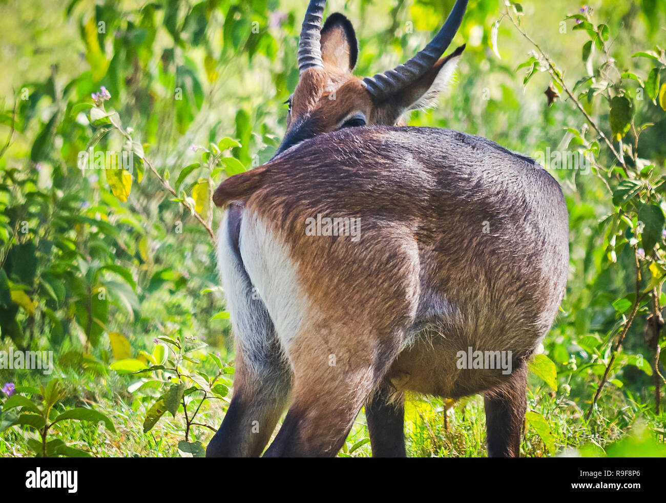Antelope on the African savannah. Natural environment antelope habitat ...