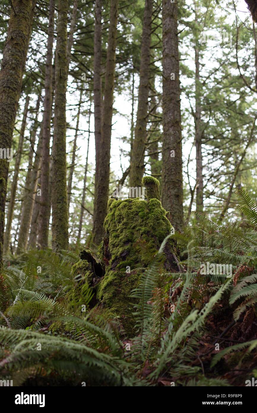 Eugene forest hi-res stock photography and images - Alamy