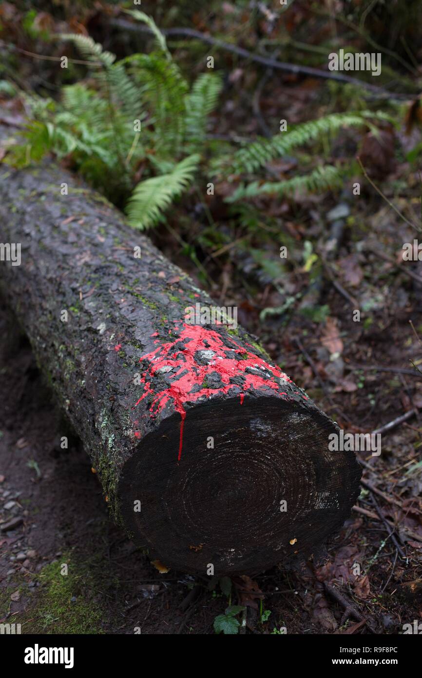 Red paint on a cut tree in a forest near Eugene, OR, USA Stock Photo ...