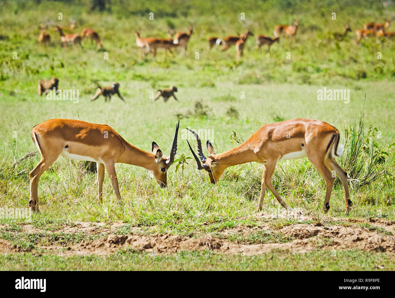 Antelope on the African savannah. Natural environment antelope habitat ...
