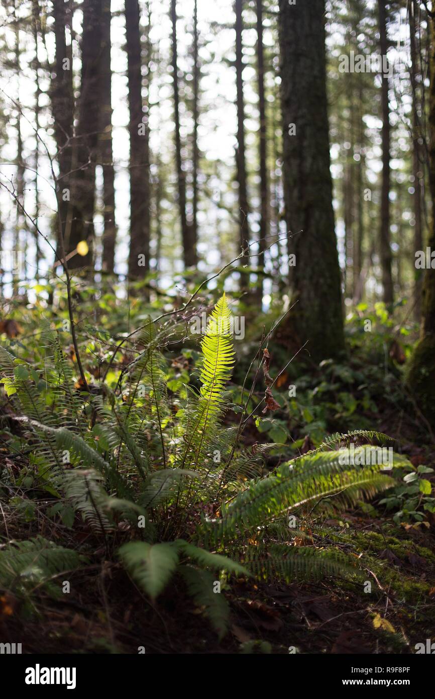 Sun through a fern in a forest near Eugene, Oregon, USA Stock Photo - Alamy
