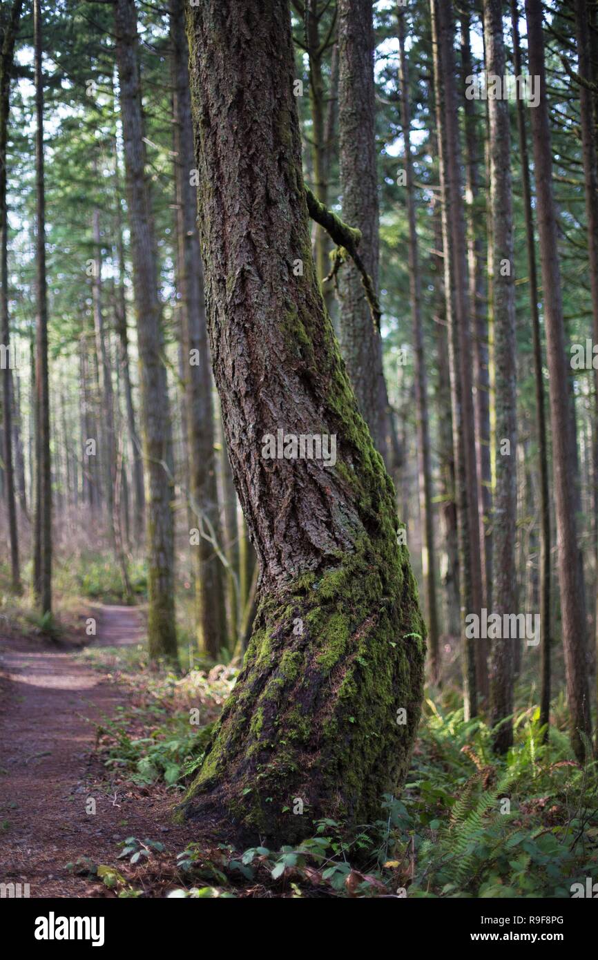 A bent tree in a forest near Eugene, Oregon, USA Stock Photo - Alamy