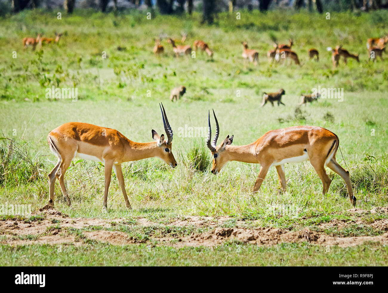 Antelope on the African savannah. Natural environment antelope habitat ...