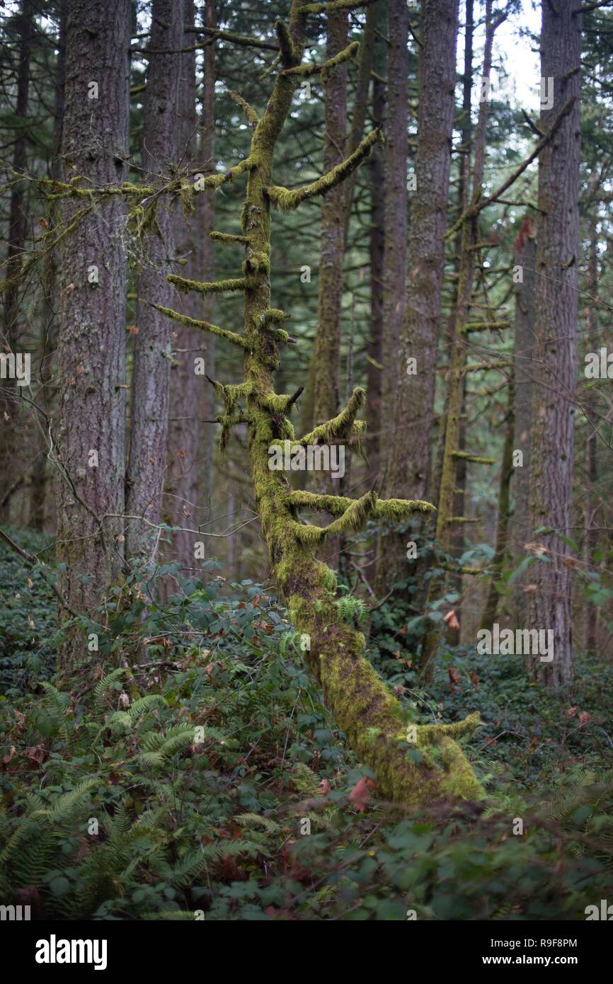 A bent tree in a forest near Eugene, Oregon, USA Stock Photo - Alamy