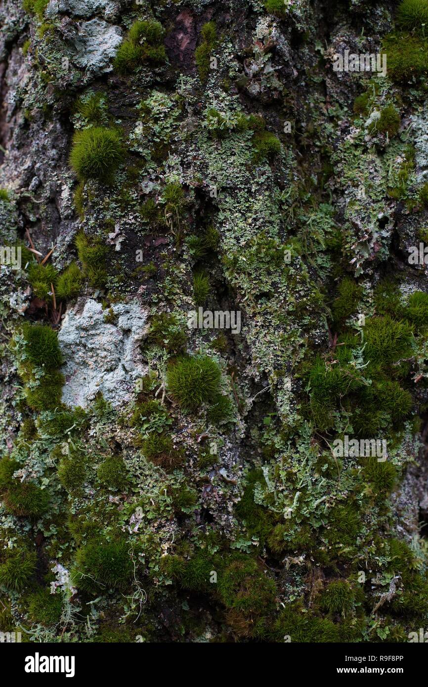 Pacific northwest lichens hi-res stock photography and images - Alamy