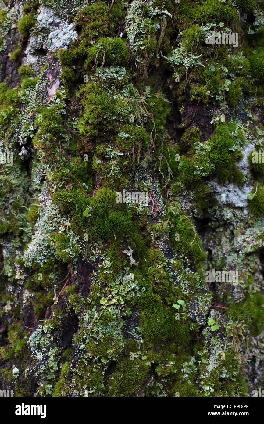Lichen Lichens Tree Trunk Stock Photos & Lichen Lichens Tree Trunk ...