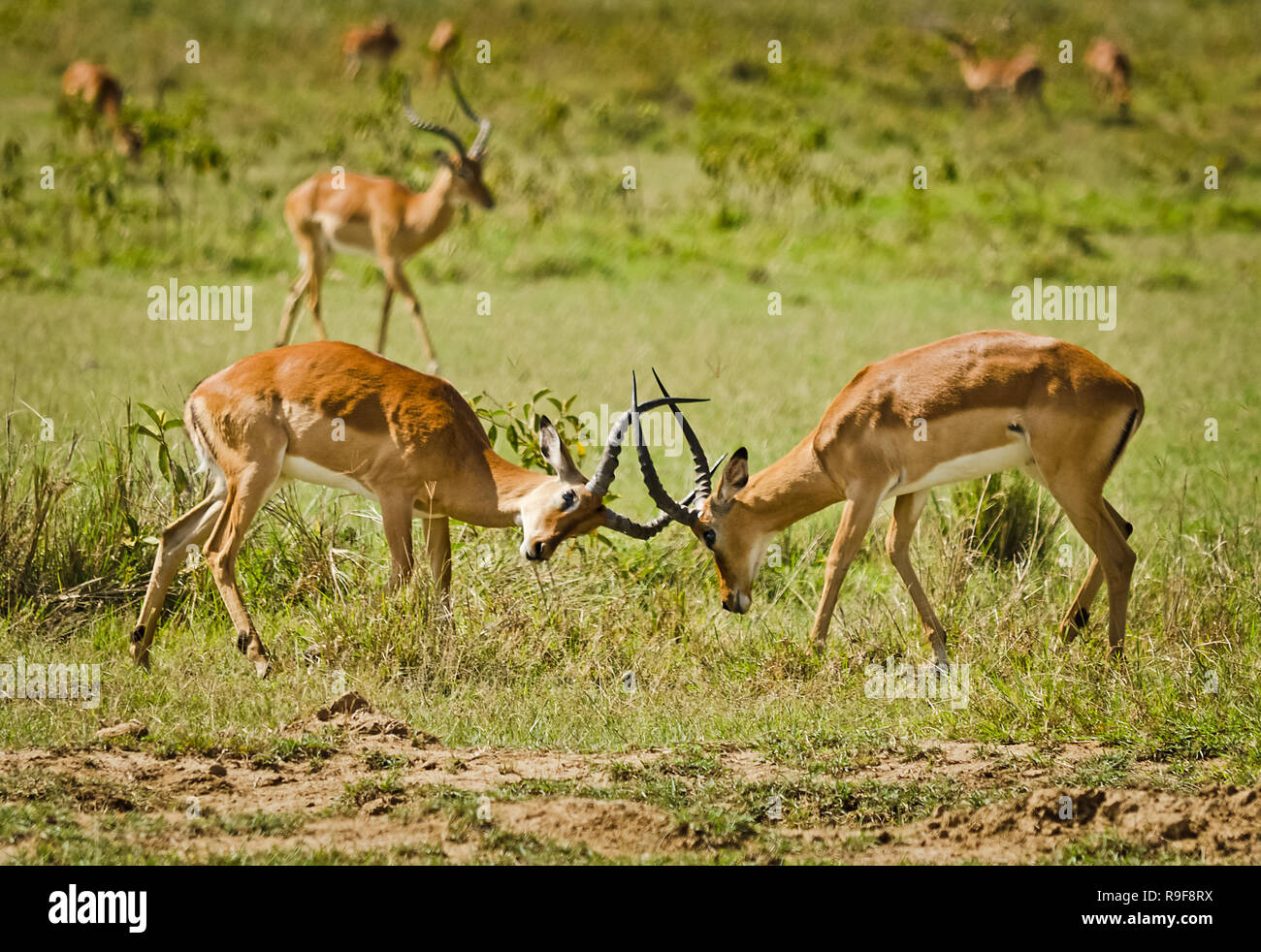 Antelope on the African savannah. Natural environment antelope habitat ...