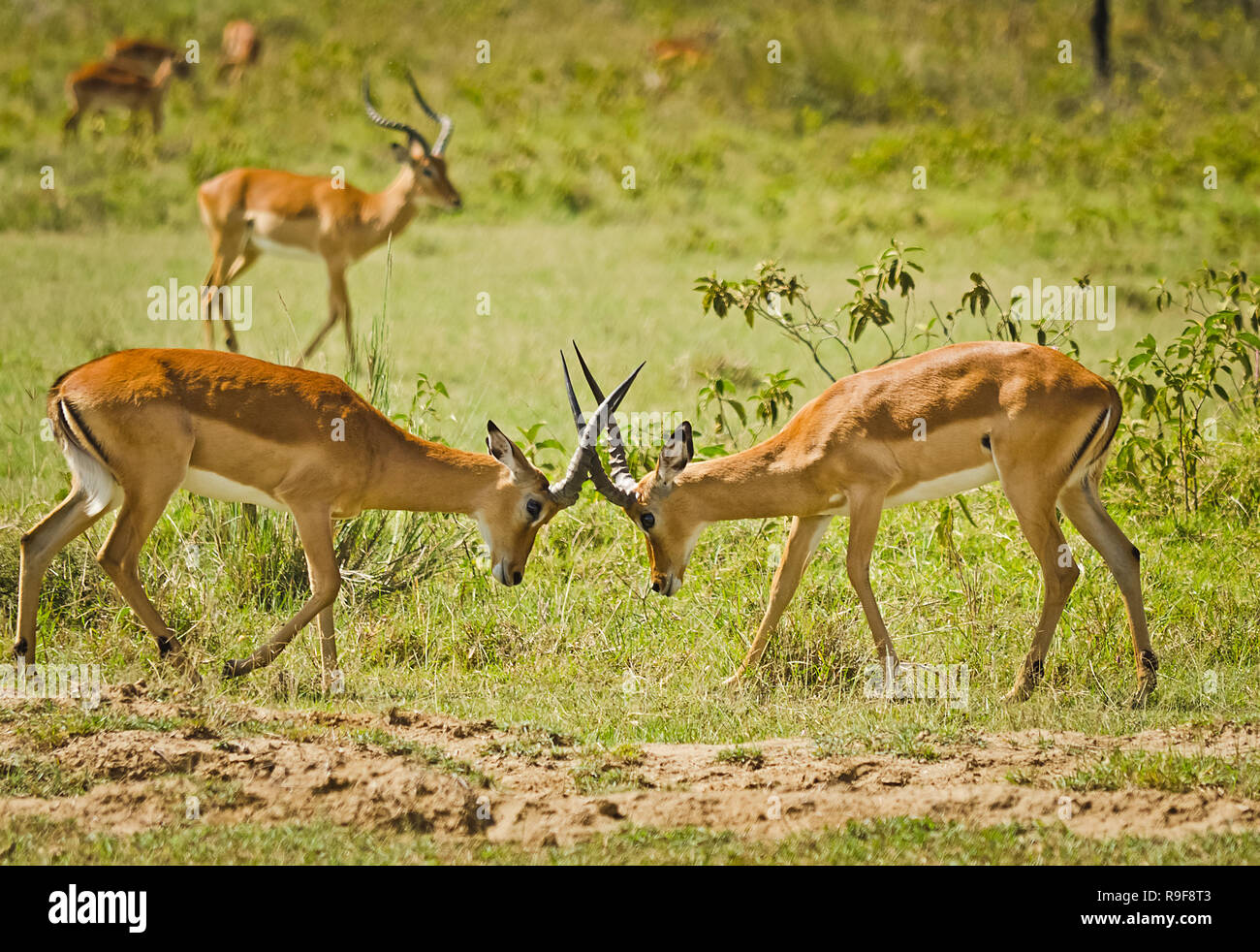 Antelope on the African savannah. Natural environment antelope habitat ...