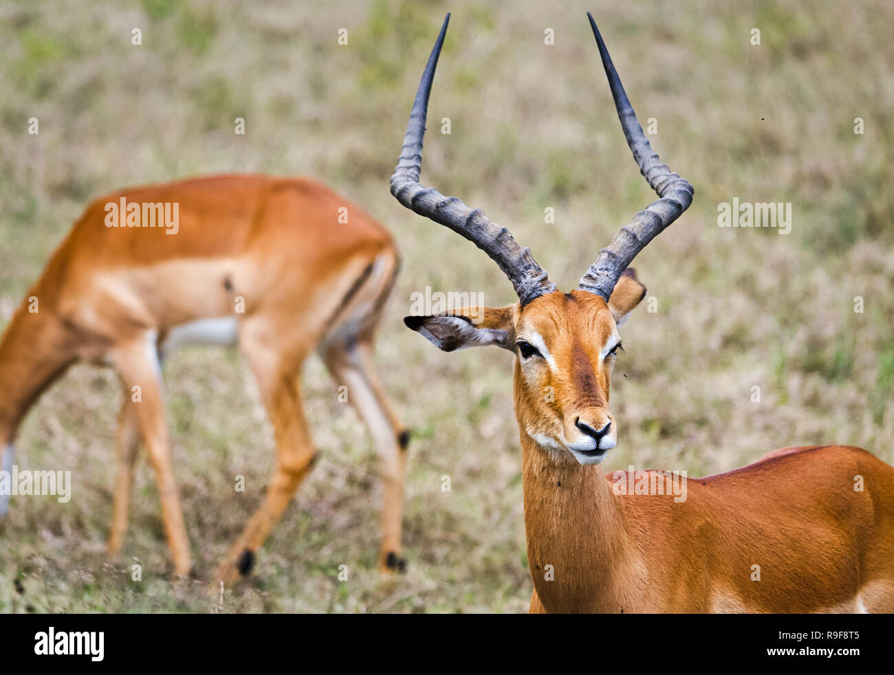 Antelope on the African savannah. Natural environment antelope habitat ...