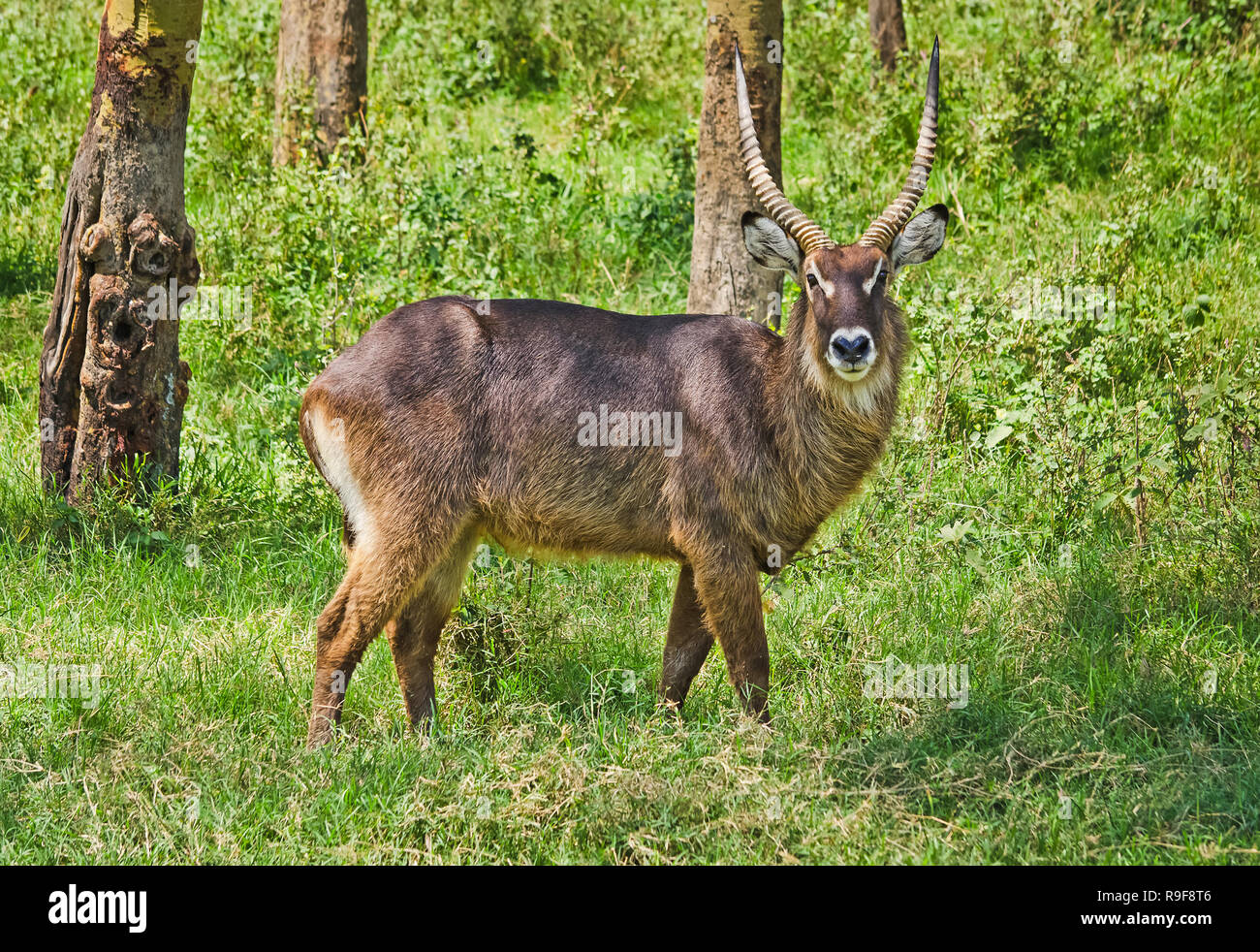 Antelope on the African savannah. Natural environment antelope habitat ...
