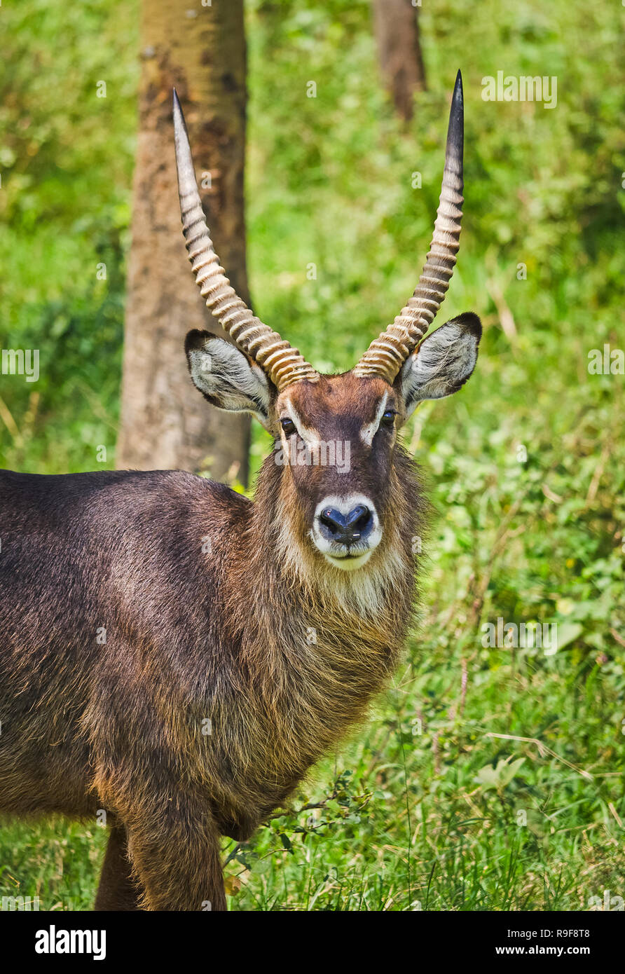Antelope on the African savannah. Natural environment antelope habitat ...