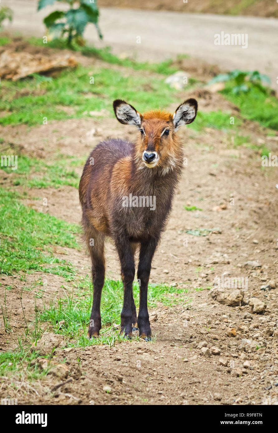 Antelope on the African savannah. Natural environment antelope habitat ...