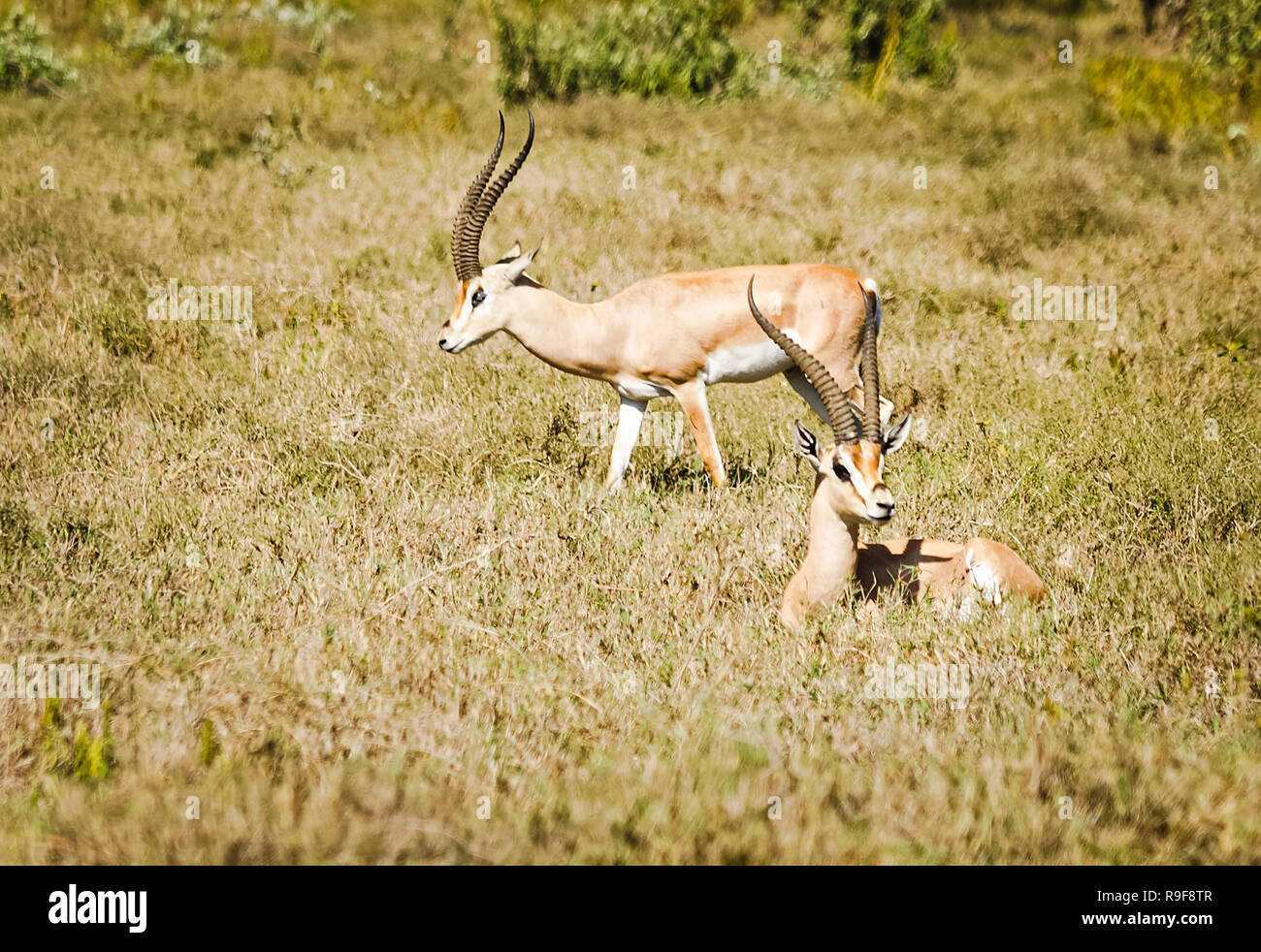 Antelope on the African savannah. Natural environment antelope habitat ...