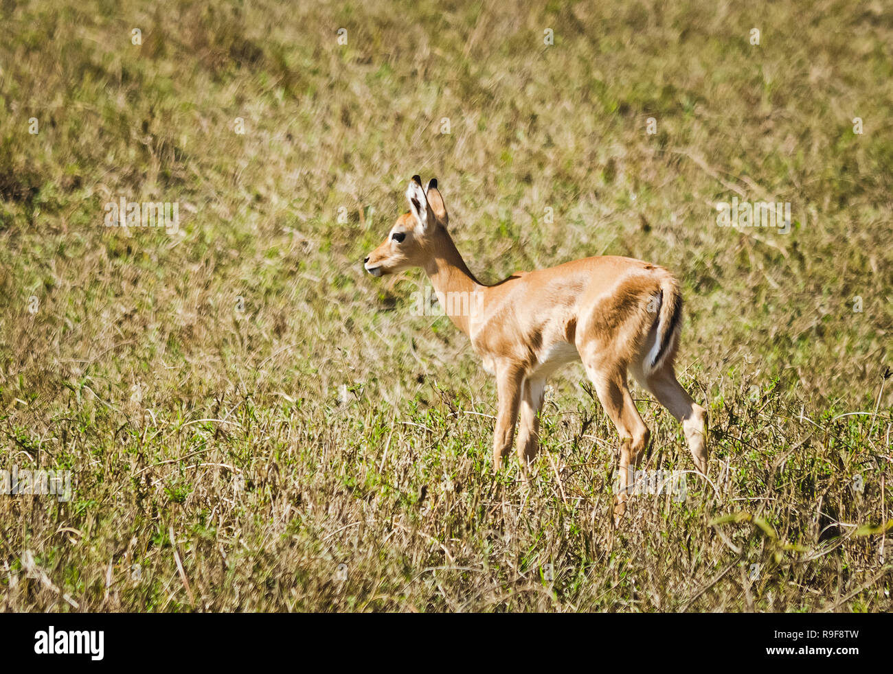 Antelope on the African savannah. Natural environment antelope habitat ...