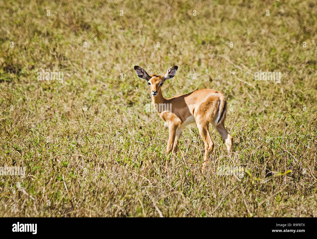 Antelope on the African savannah. Natural environment antelope habitat ...