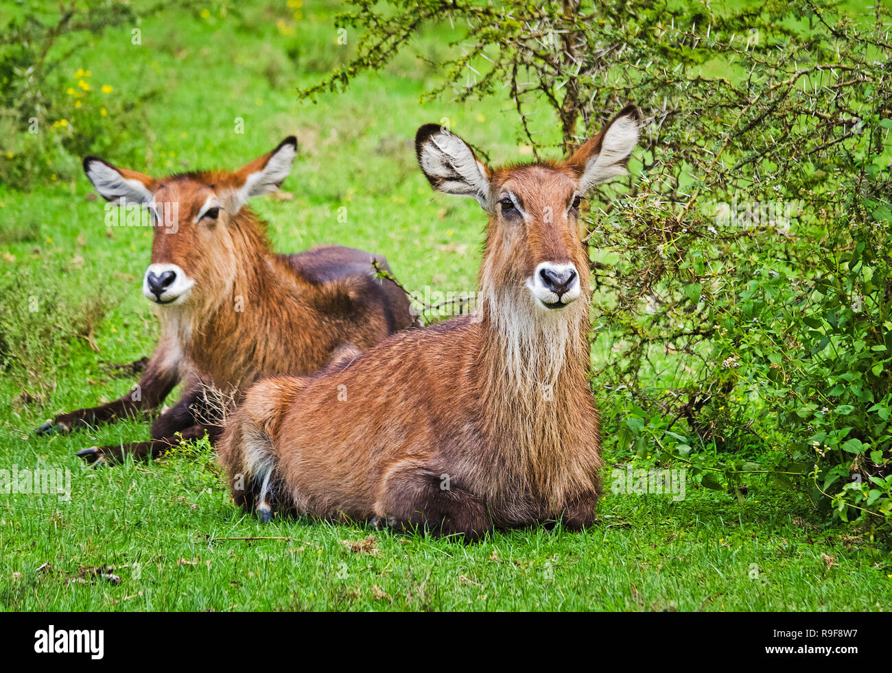 Antelope on the African savannah. Natural environment antelope habitat ...