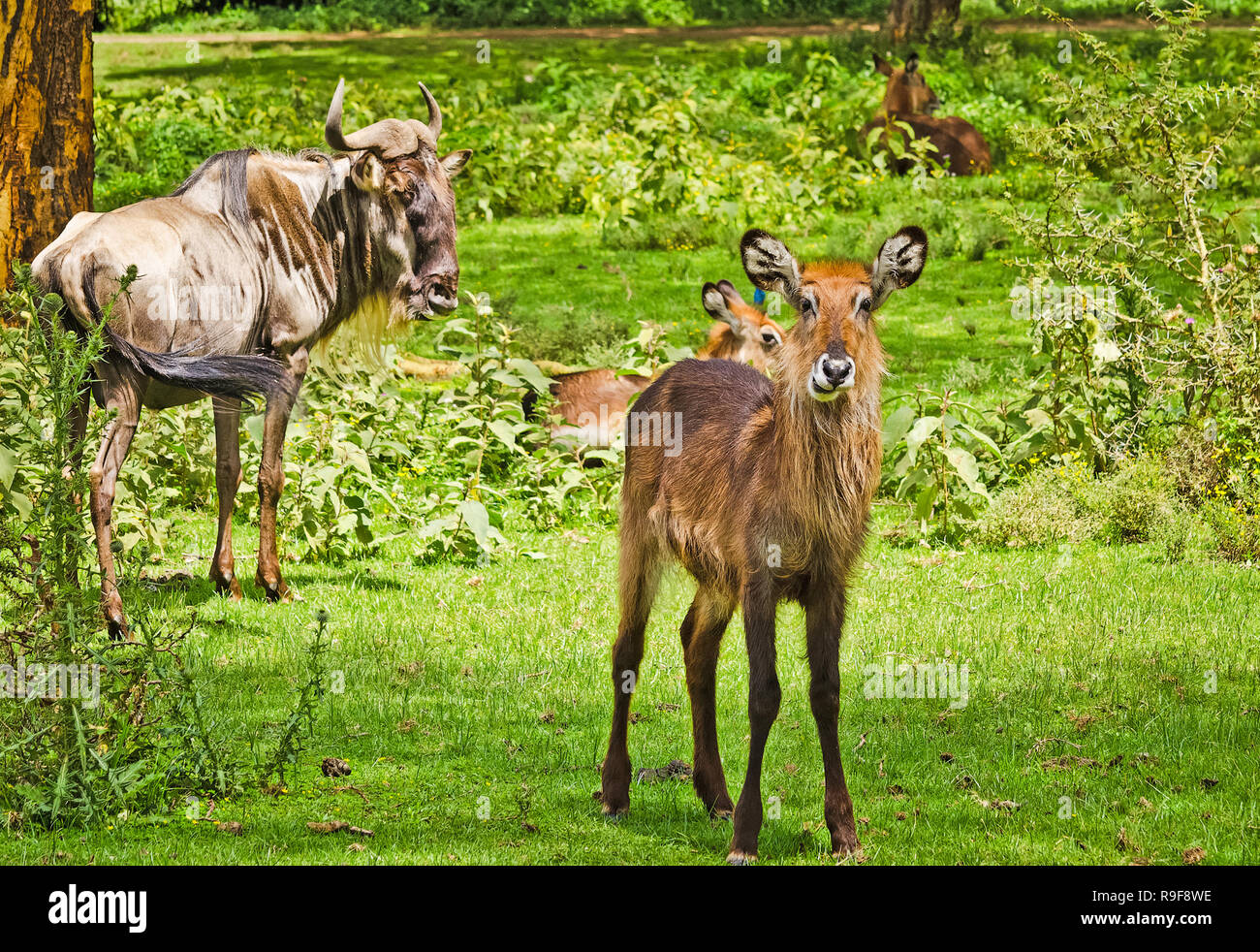 Antelope on the African savannah. Natural environment antelope habitat ...