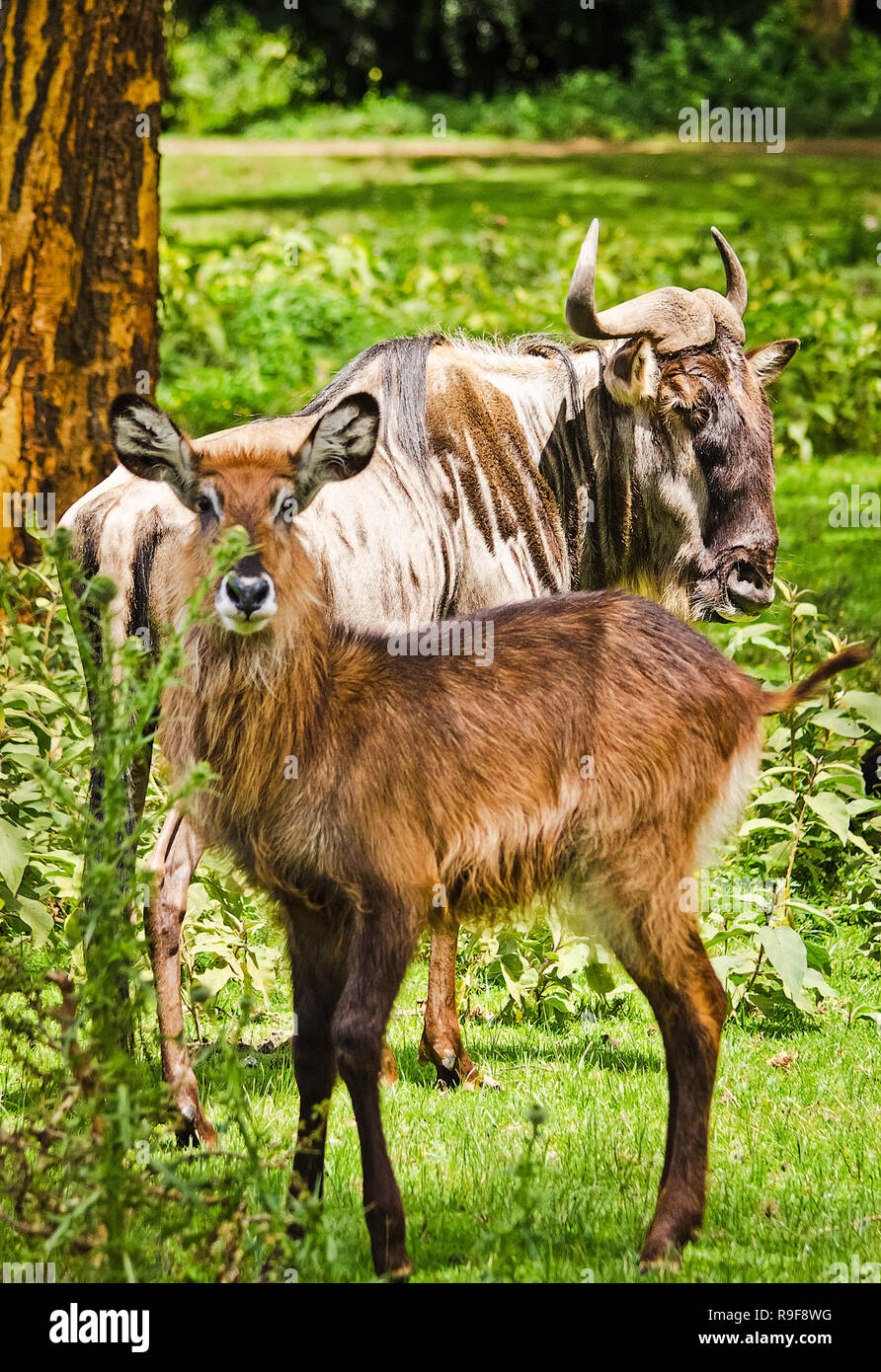 Antelope on the African savannah. Natural environment antelope habitat ...