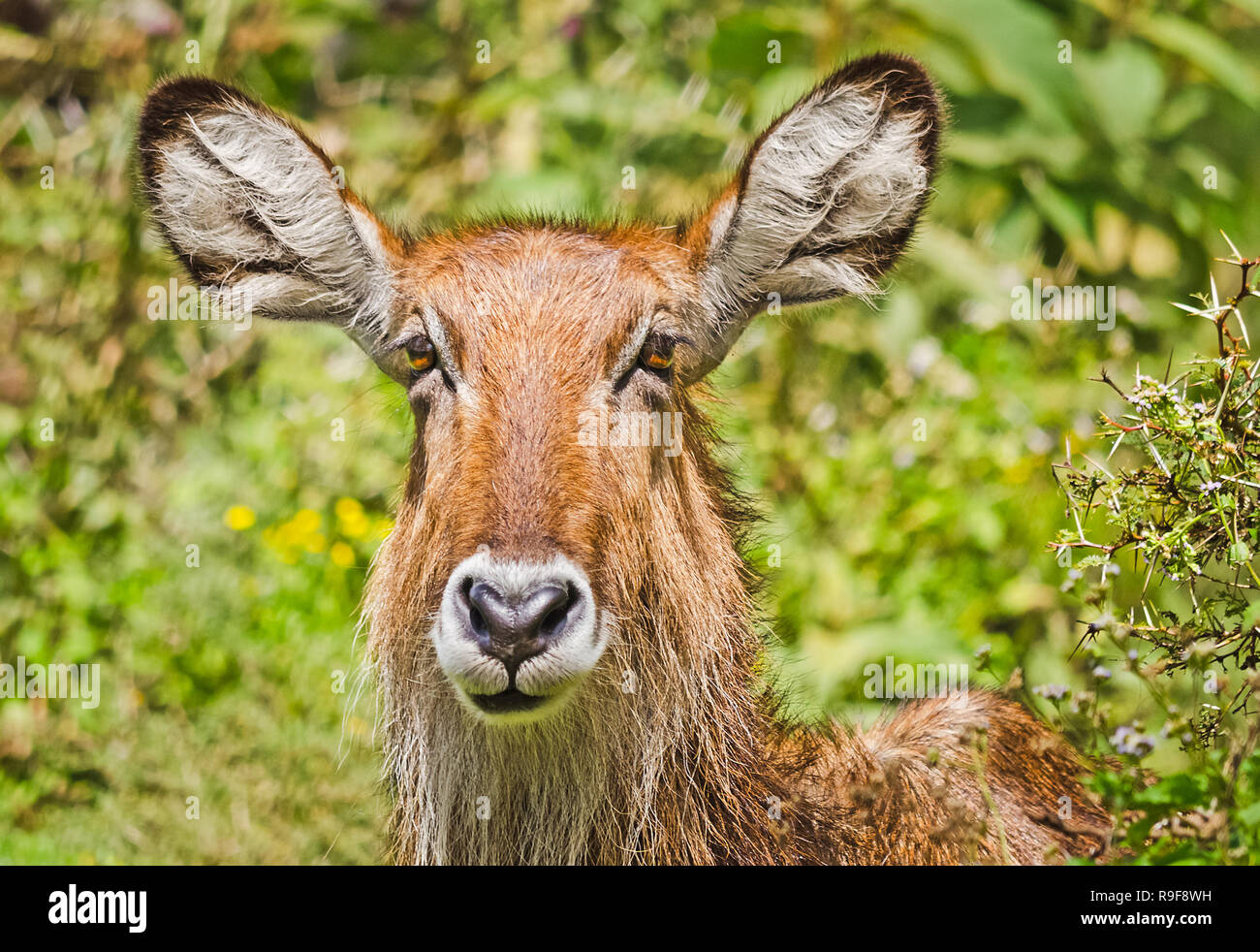 Antelope on the African savannah. Natural environment antelope habitat ...