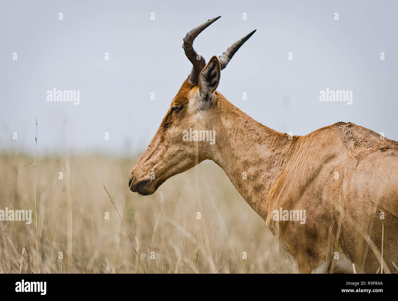 Antelope on the African savannah. Natural environment antelope habitat ...