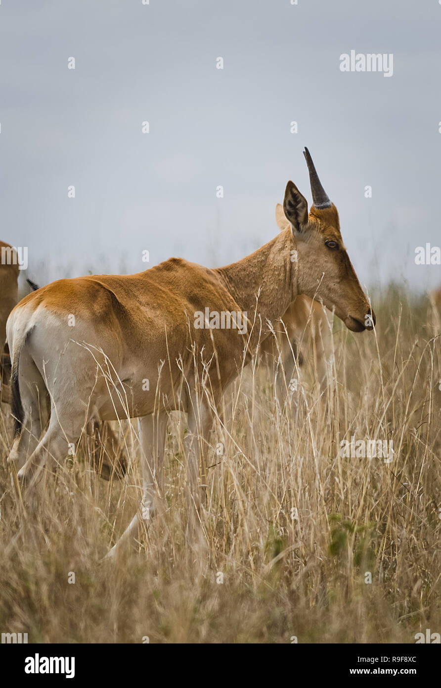 Antelope on the African savannah. Natural environment antelope habitat ...
