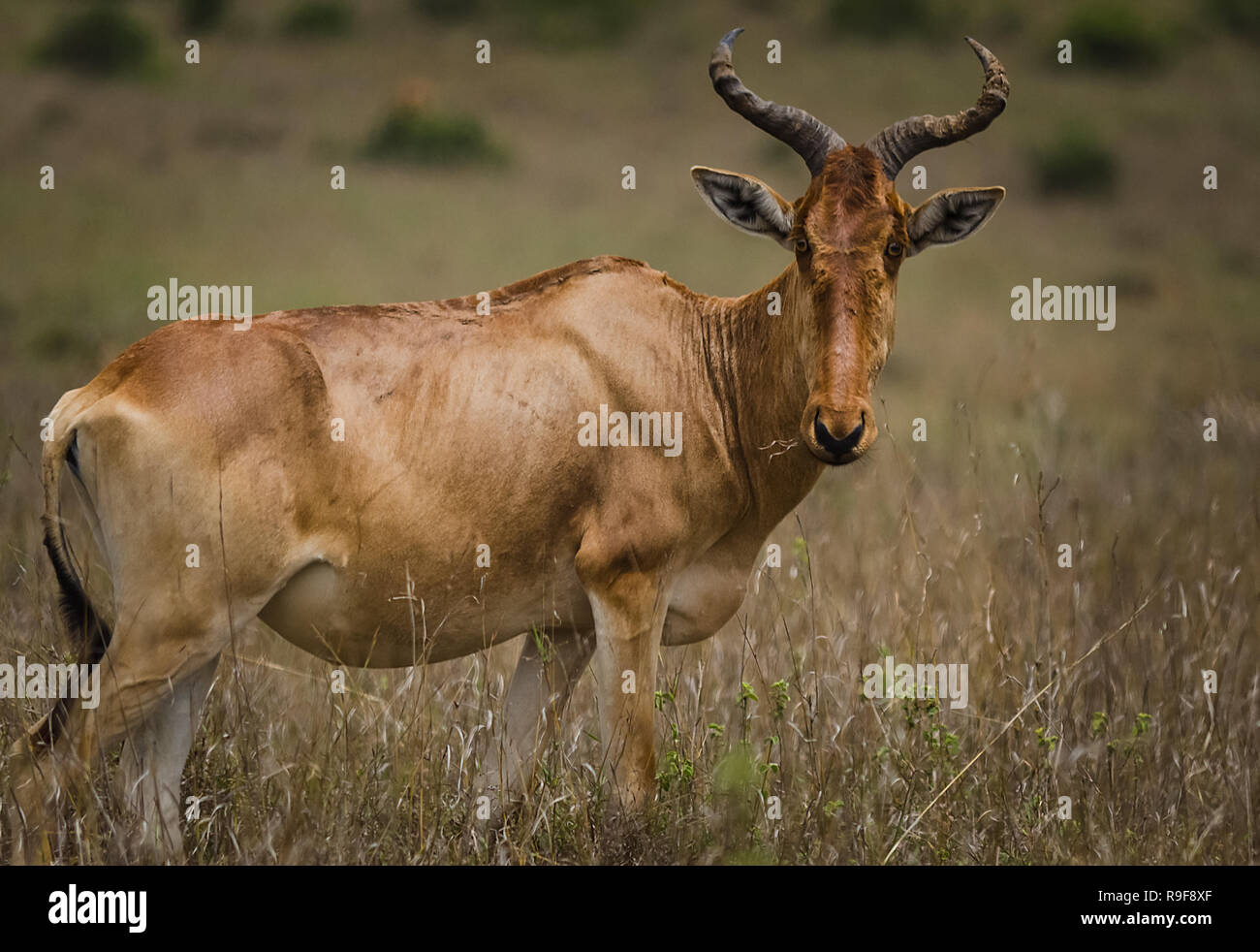 Antelope on the African savannah. Natural environment antelope habitat ...