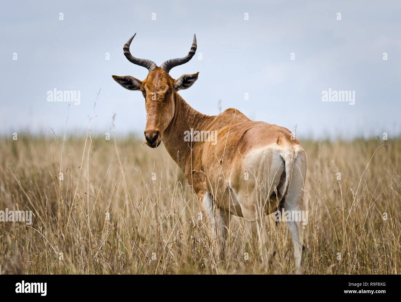 Antelope on the African savannah. Natural environment antelope habitat ...