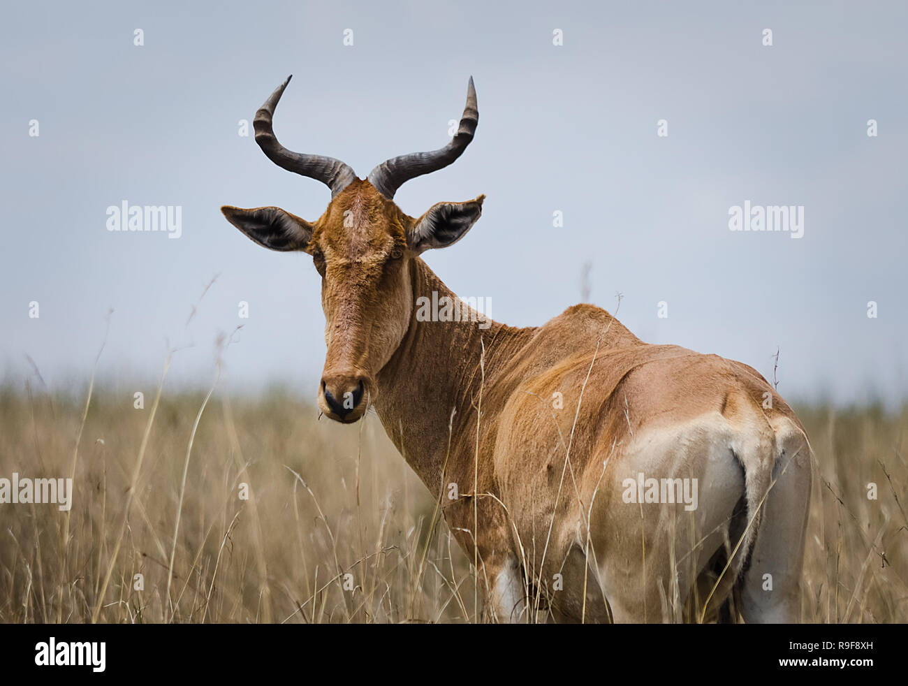 Antelope on the African savannah. Natural environment antelope habitat ...