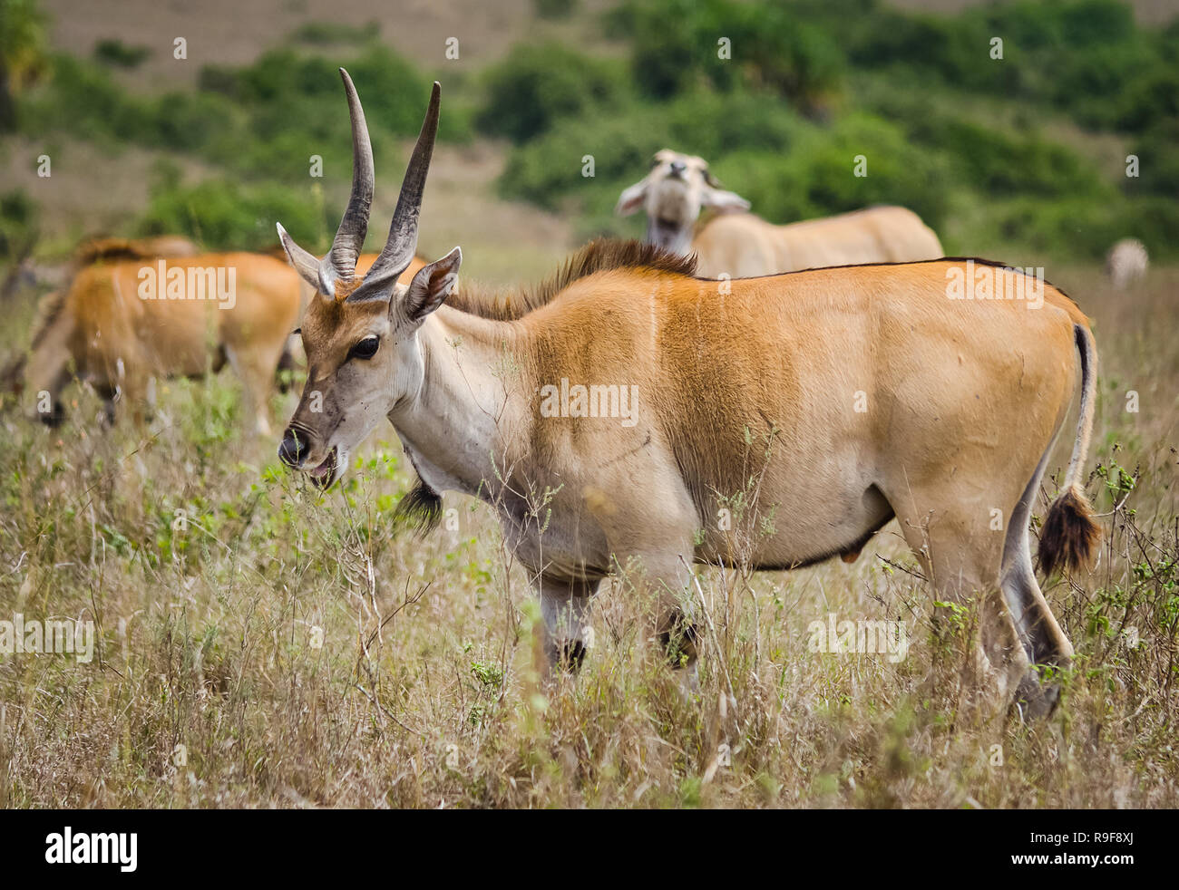 Antelope on the African savannah. Natural environment antelope habitat ...