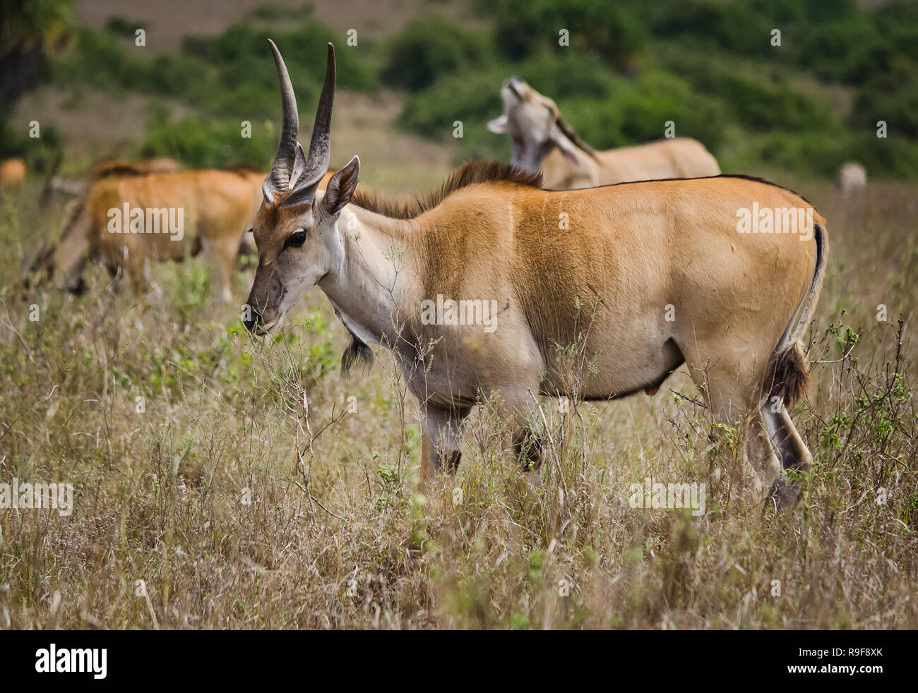 Antelope on the African savannah. Natural environment antelope habitat ...