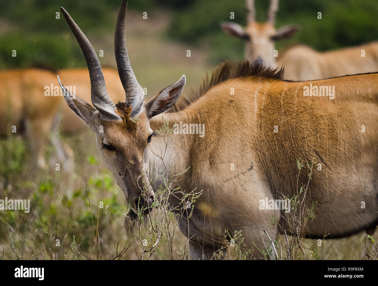 Antelope on the African savannah. Natural environment antelope habitat ...