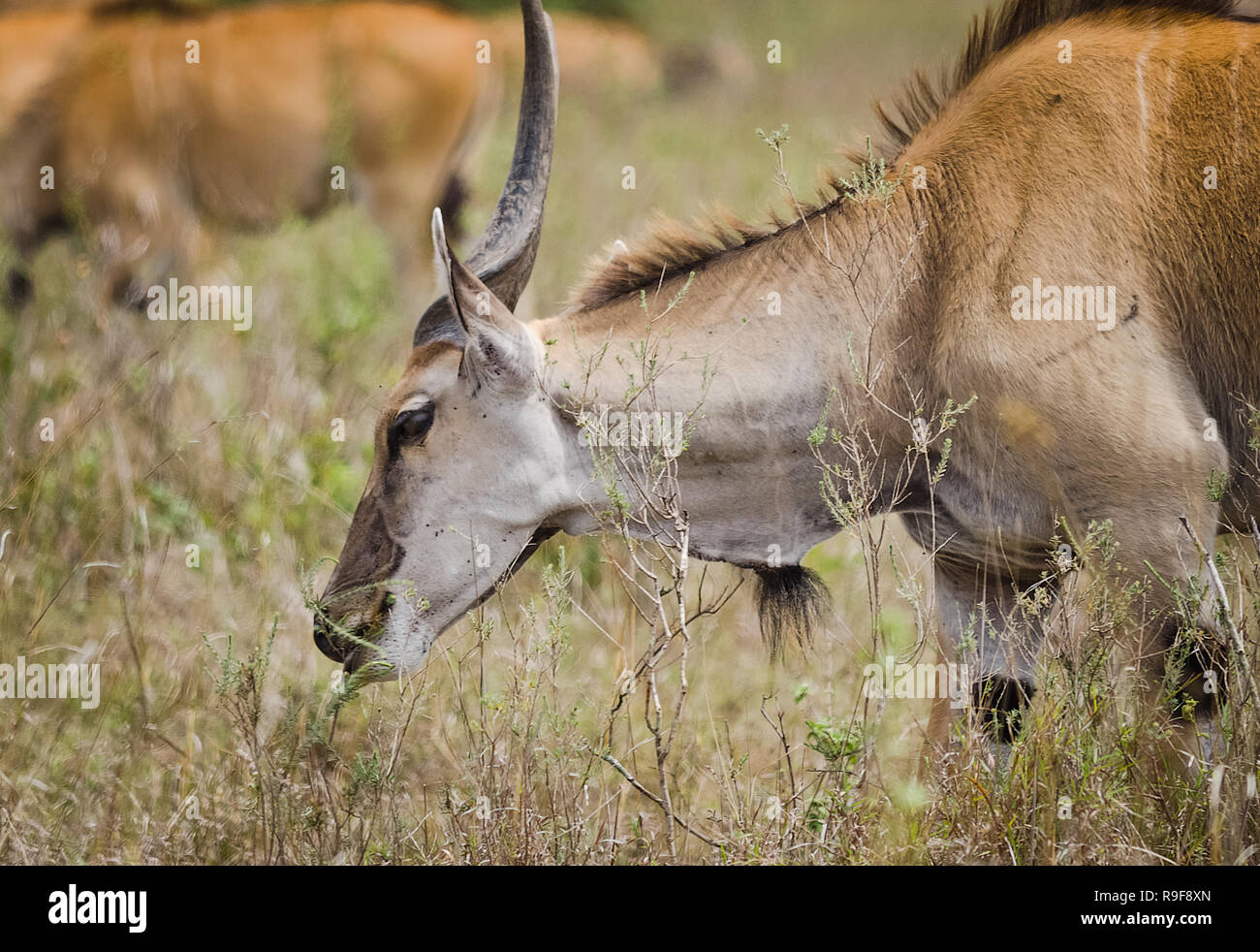 Antelope on the African savannah. Natural environment antelope habitat ...