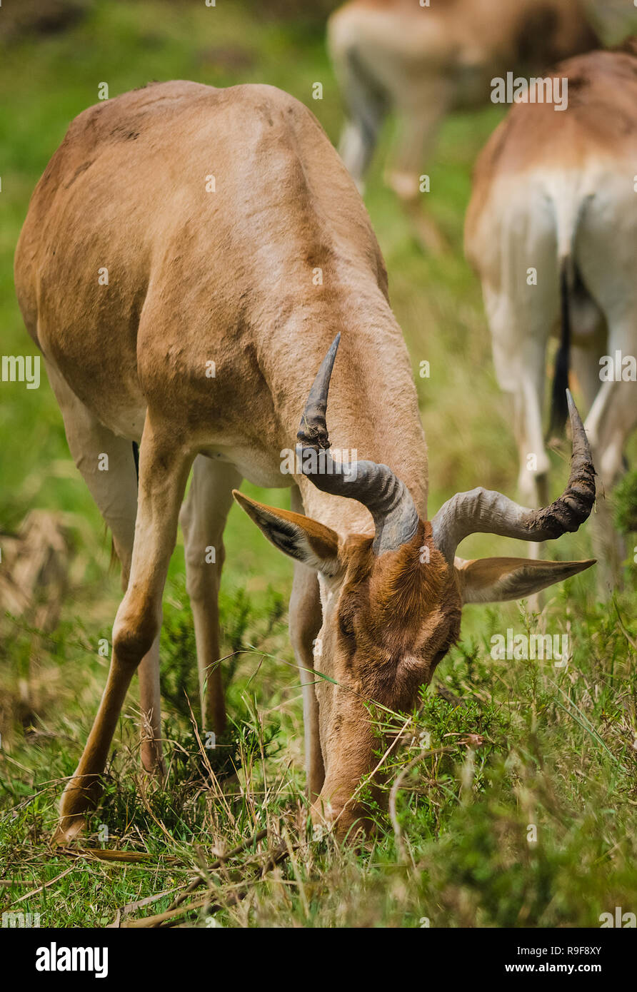 Antelope on the African savannah. Natural environment antelope habitat ...