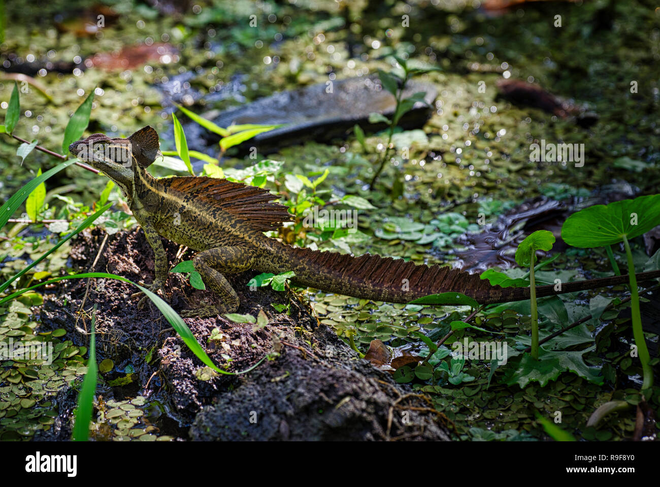 Common basilisk also called Jesus Christ Lizard Stock Photo - Alamy