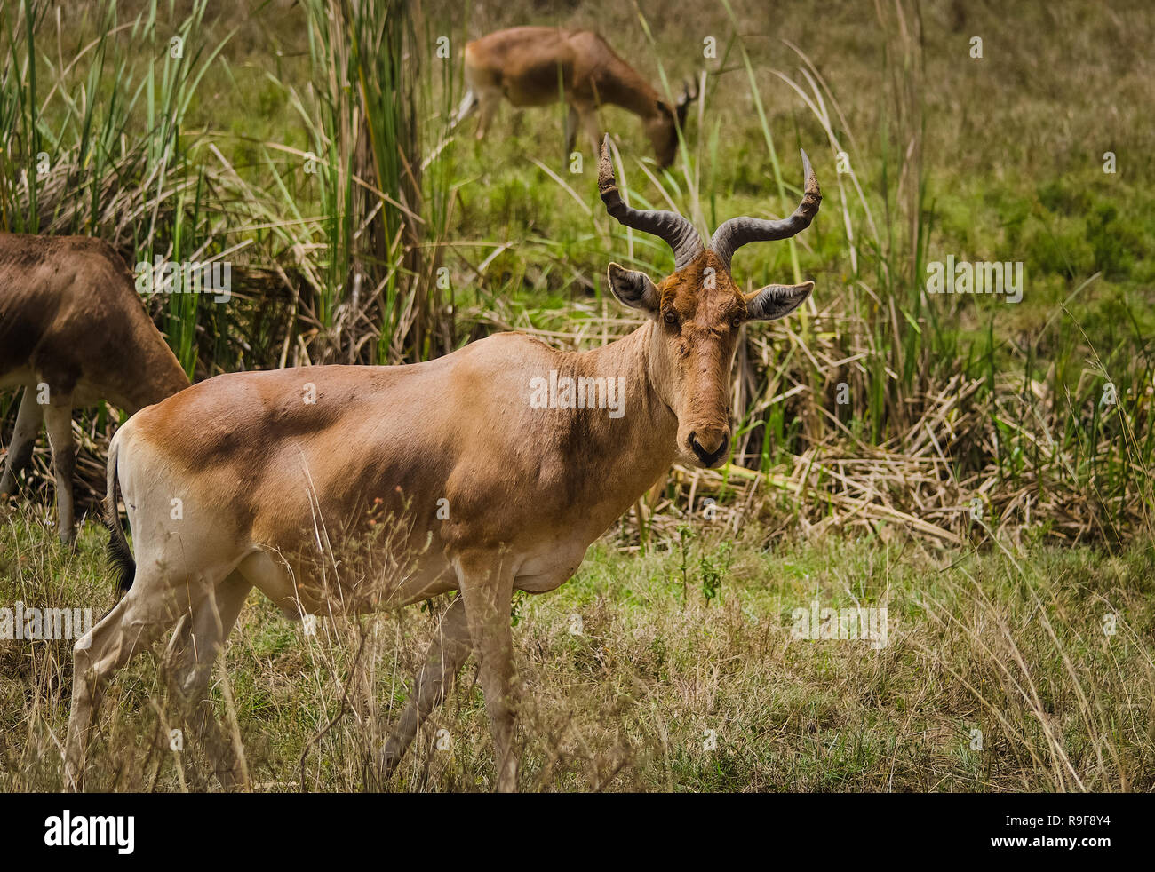 Antelope on the African savannah. Natural environment antelope habitat ...