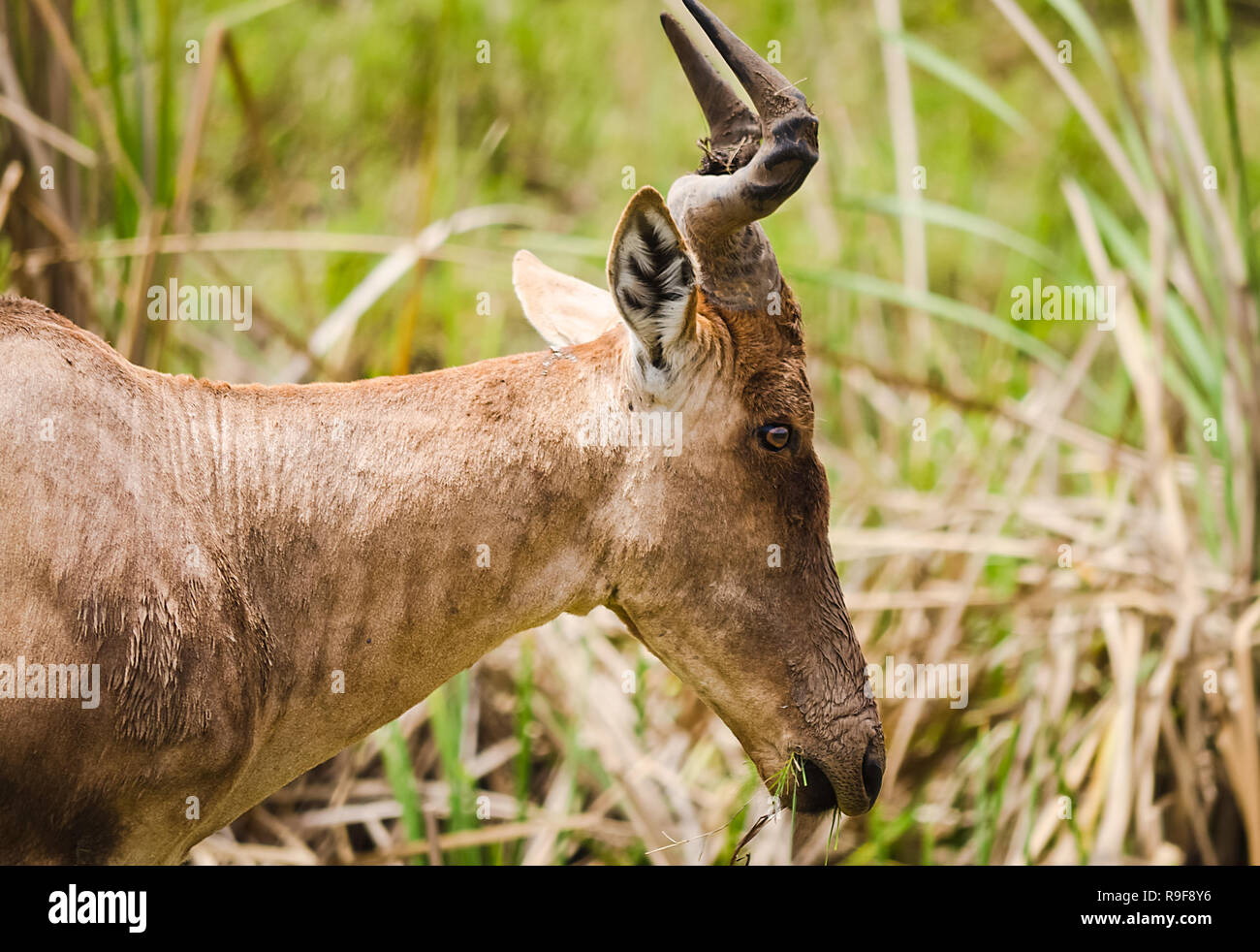 Antelope on the African savannah. Natural environment antelope habitat ...