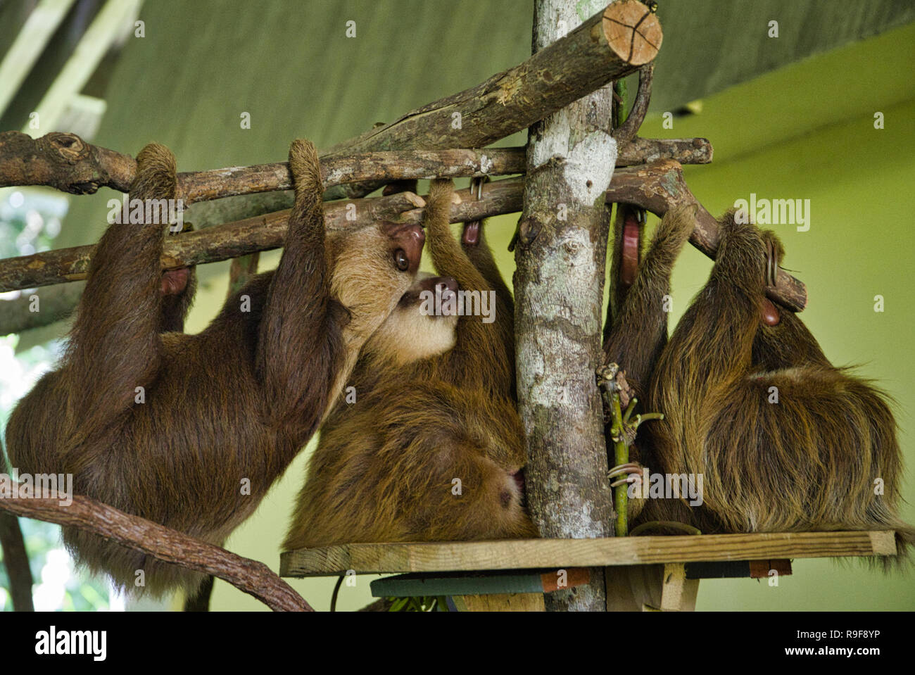 Sloths in the Gamboa sloth sanctuary Stock Photo - Alamy