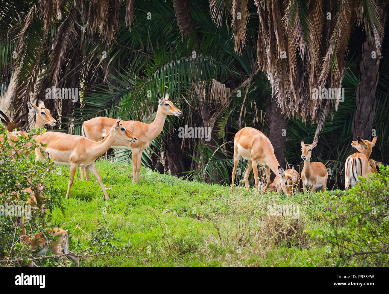 Antelope on the African savannah. Natural environment antelope habitat ...