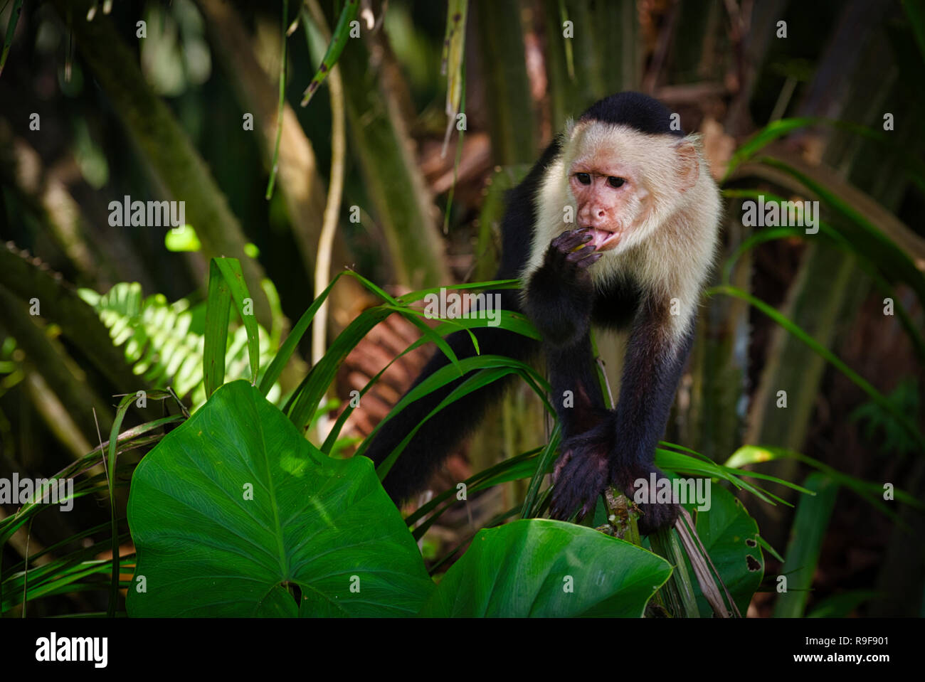 white-headed capuchin, also known as the white-faced capuchin or white ...