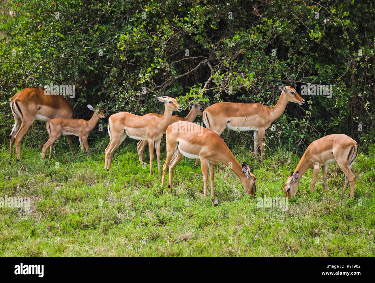 Antelope on the African savannah. Natural environment antelope habitat ...