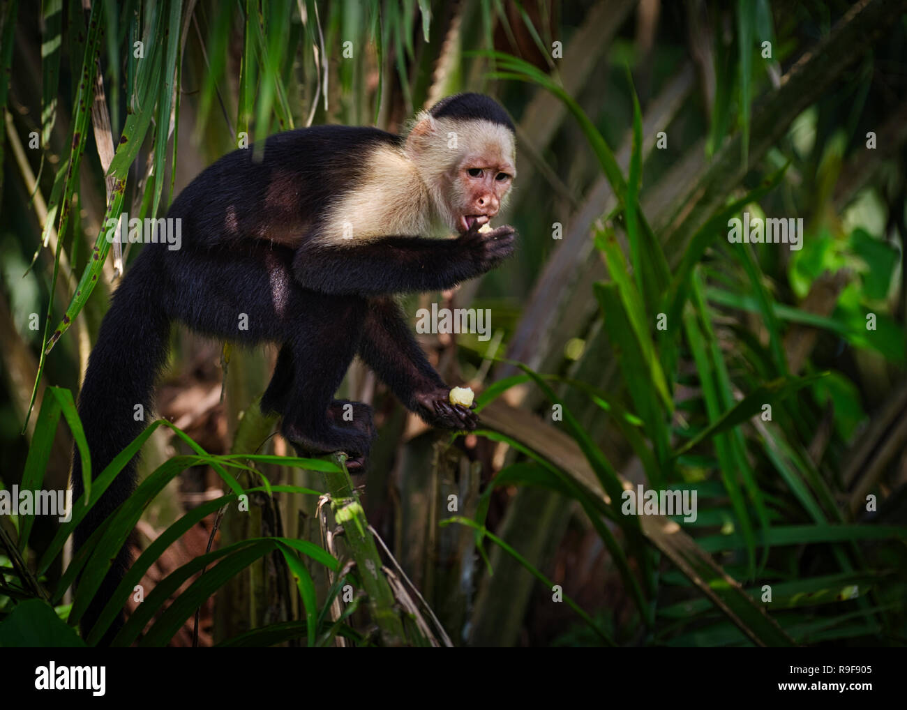 white-headed capuchin, also known as the white-faced capuchin or white ...
