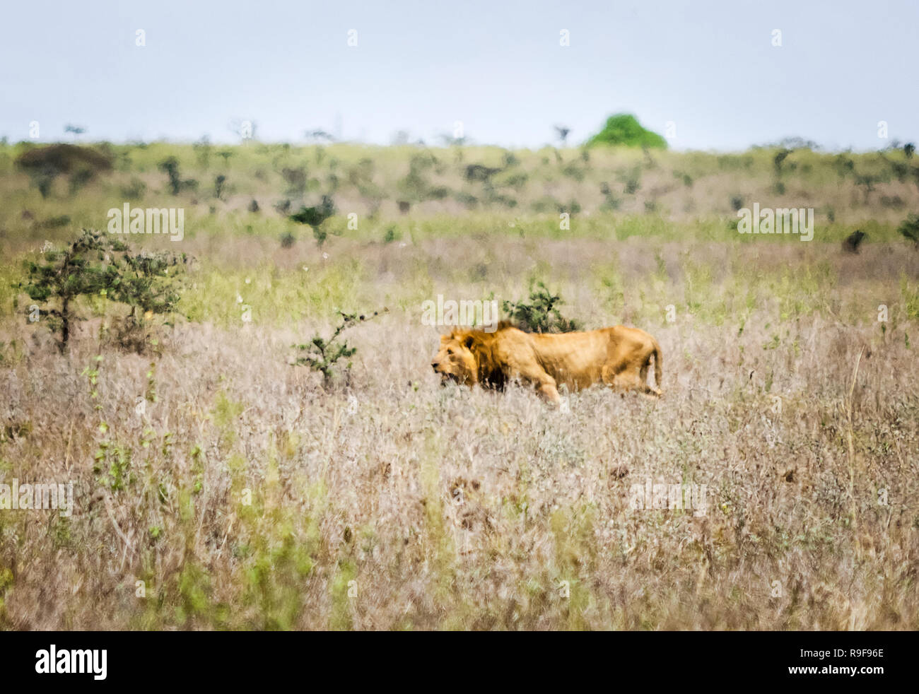 Antelope on the African savannah. Natural environment antelope habitat ...