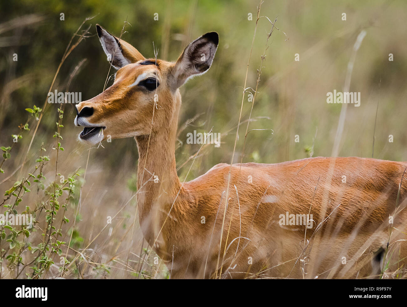 Antelope on the African savannah. Natural environment antelope habitat ...
