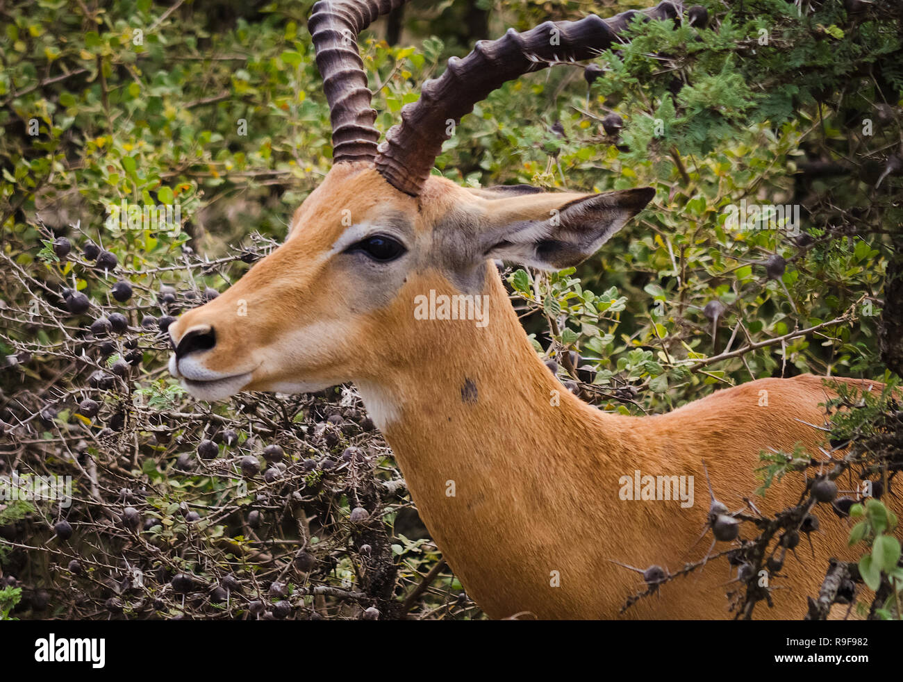 Antelope on the African savannah. Natural environment antelope habitat ...