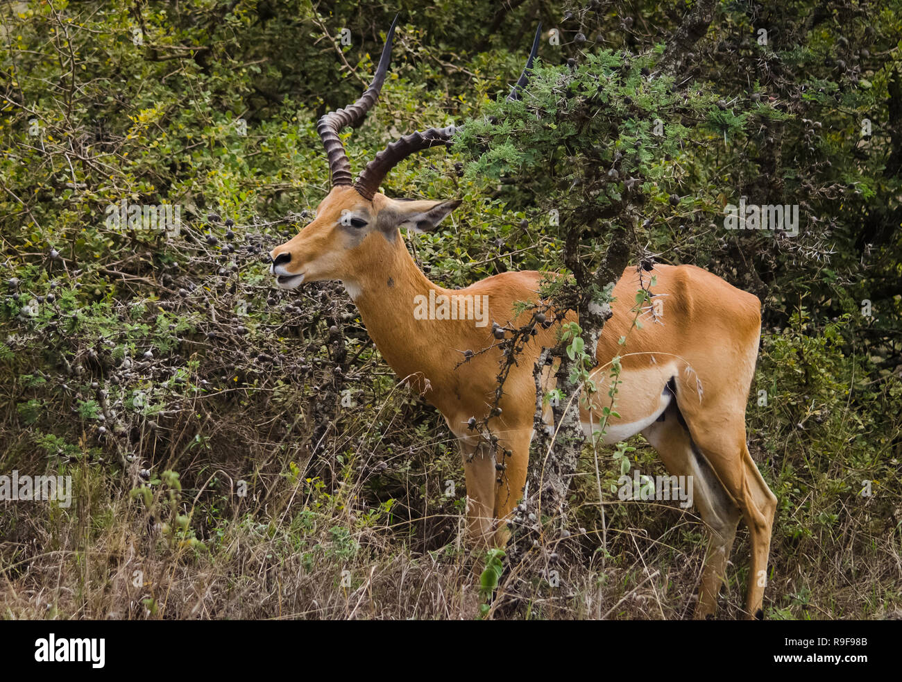 Antelope on the African savannah. Natural environment antelope habitat ...