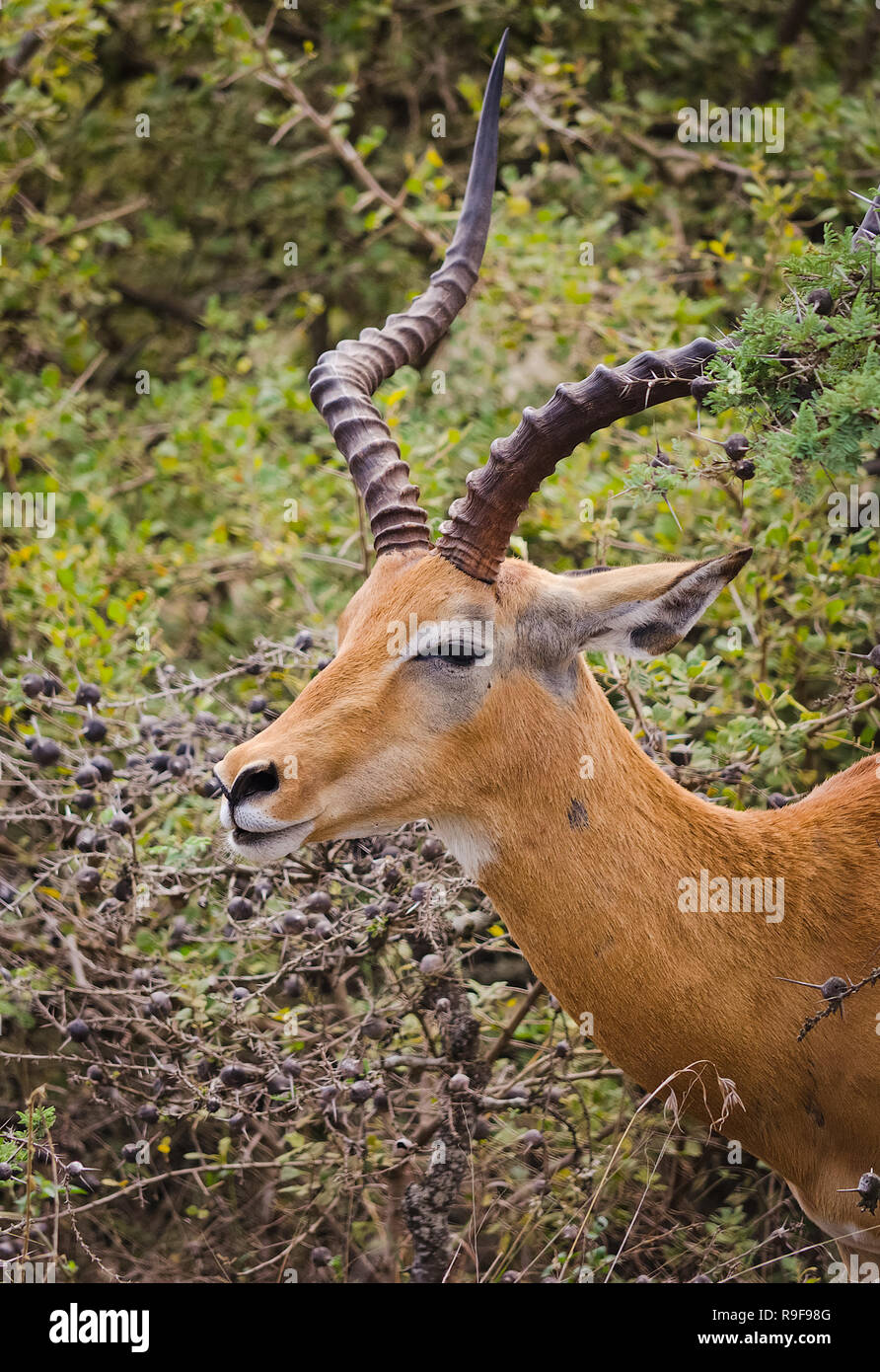 Antelope on the African savannah. Natural environment antelope habitat ...